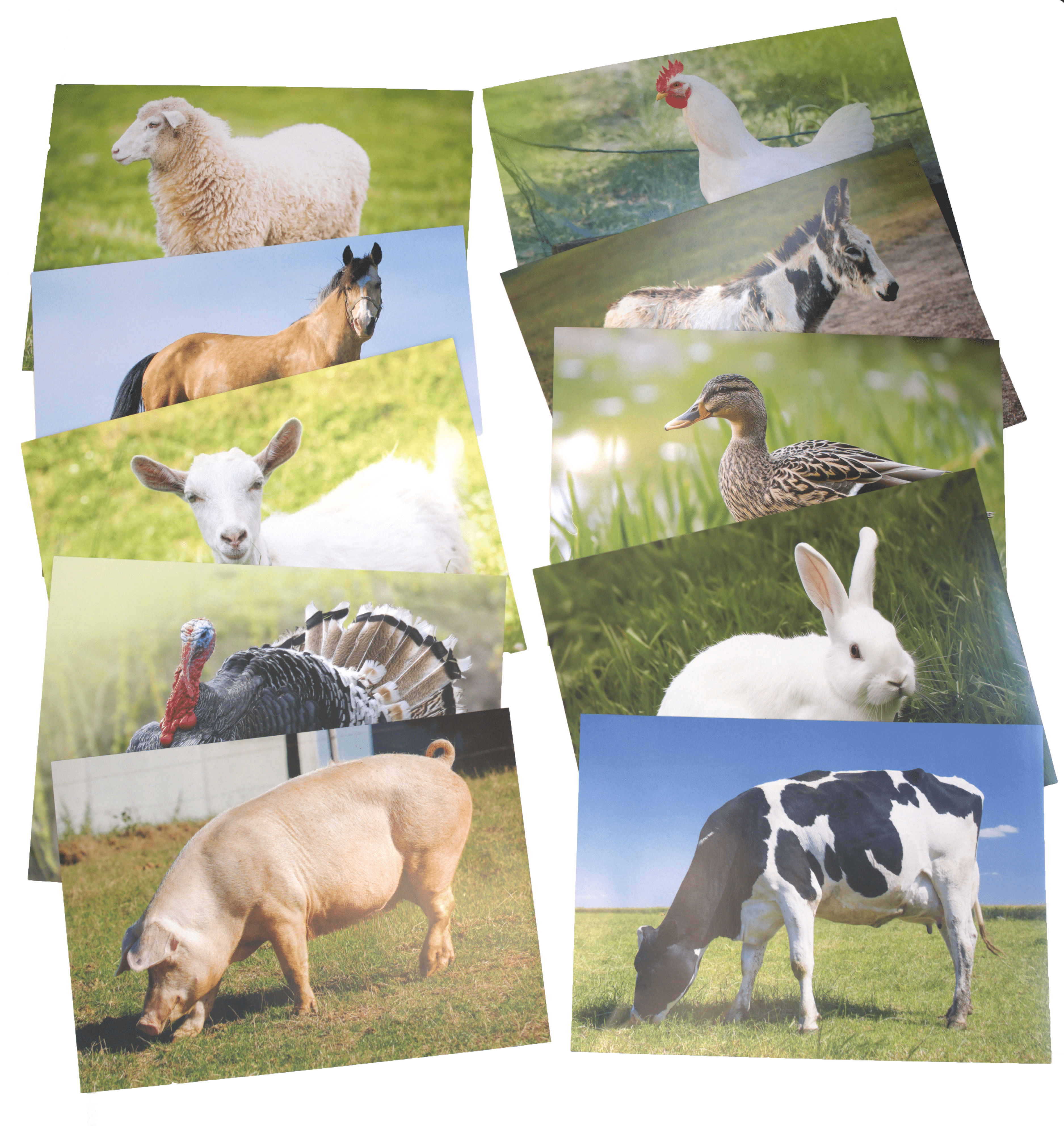 Farm Animals Poster Set – Paiva Education