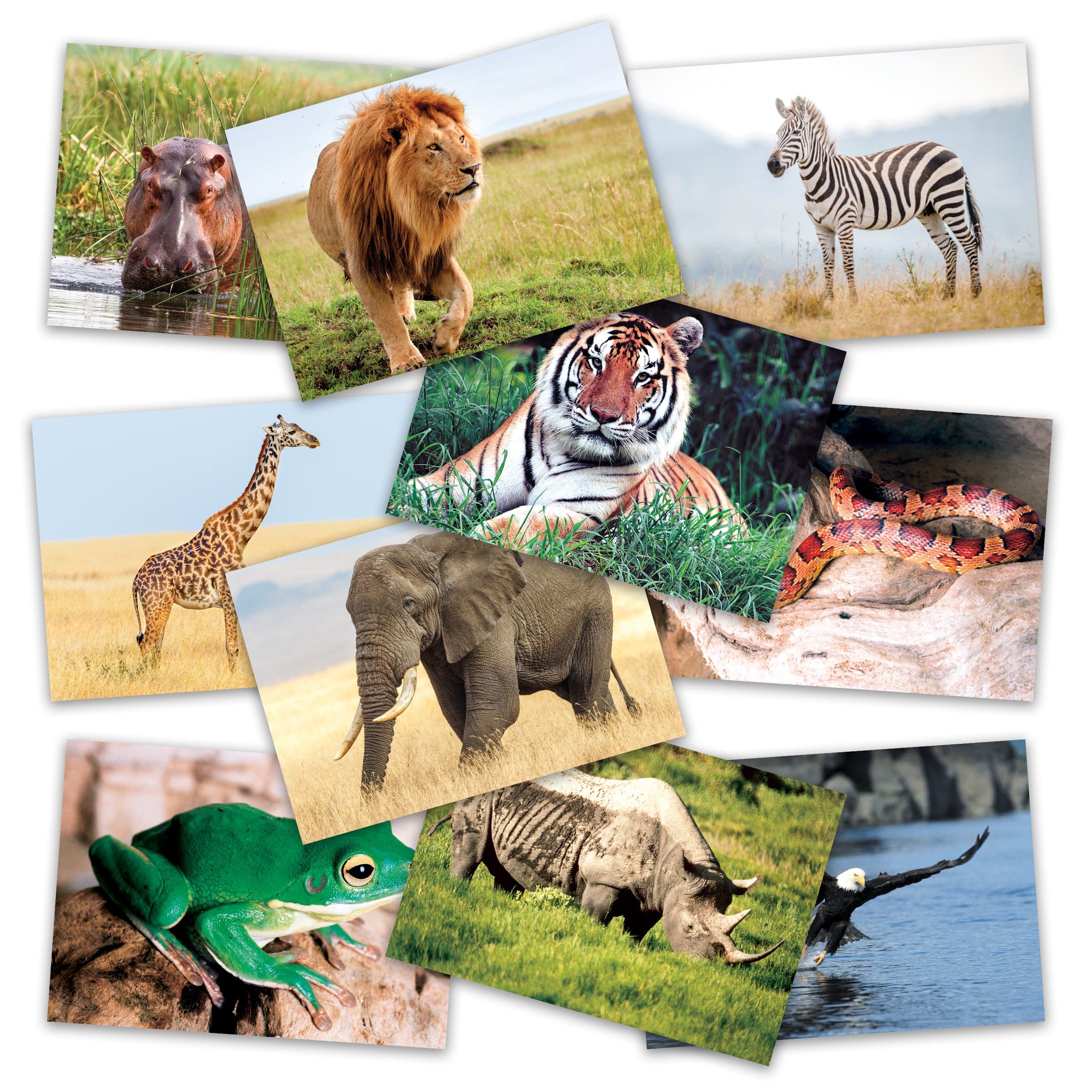 Wild Animals Poster Set – Paiva Education